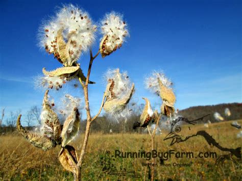 Starting Cocks Comb Cleosia From Seed Running Bug Farm
