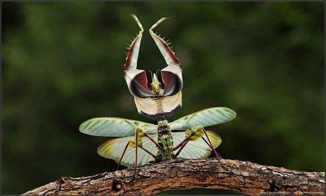 Idolomantis Diabolica Commonly Known As The Devils Flower Mantis Or Giant Devils Flower