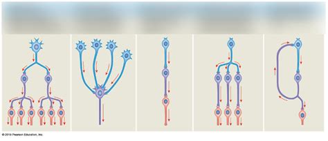 Neuron Pathways Diagram Quizlet