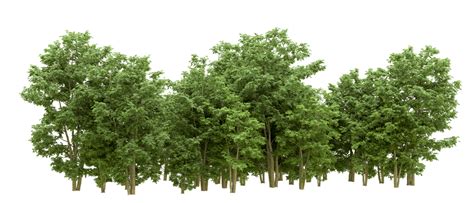 Trees Background Pngs For Free Download