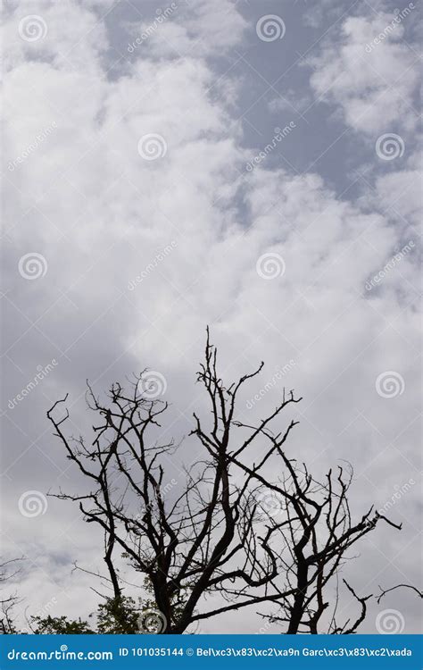 Nude Trees Stock Photo Image Of Daytime Nude Twig 101035144