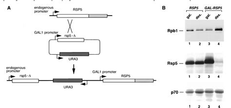 Figure 4 From The Large Subunit Of Rna Polymerase Ii Is A Substrate Of