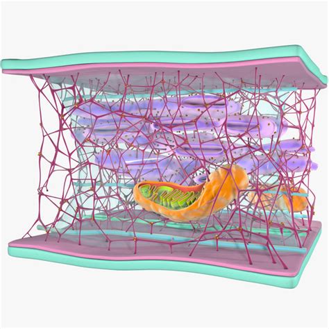 3d Cytoskeleton Structure Cell Turbosquid 1295229