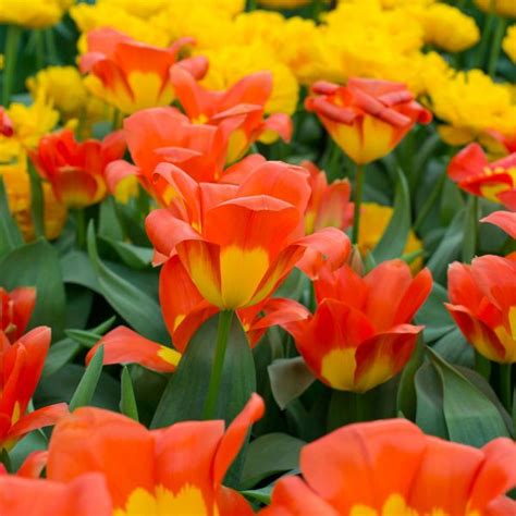 Tulip Oracle White Flower Farm