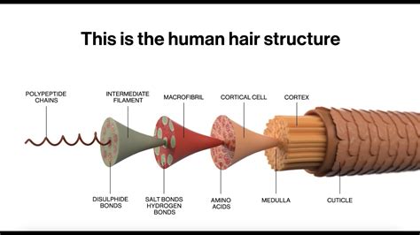 Limitless Bond System And How It Works On The Human Hair Structure