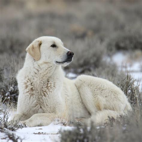 English Cocker Spaniel Rassekunde Steckbrief Martin Rütter