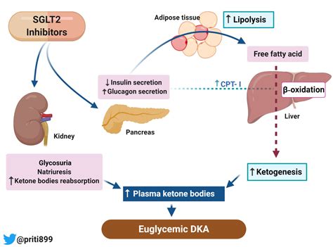 Basic Immunologic Principles In Transplantation Renal Fellow Network
