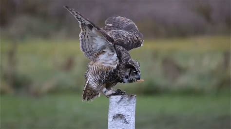ახალდაბის საჯარო სკოლა პეპლები გვასწავლიან ფრენას 2 Youtube