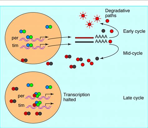 Circadian Clock Genes Polymorphisms At Barbara Keeter Blog