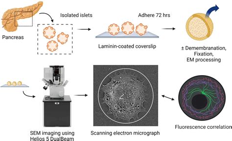 Hughes Publishes Research On Scanning Electron Microscopy Of Human