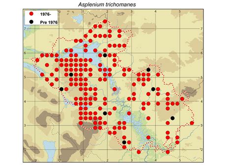 Bsbi Asplenium Trichomanes