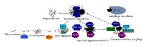 Role Of Hsps In Prion Degradation Small Hsps Such As Hsp26 Inhibit