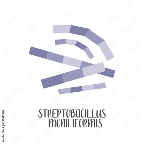 Streptobacillus Moniliformis Pathogen Rod Shaped Gram Negative