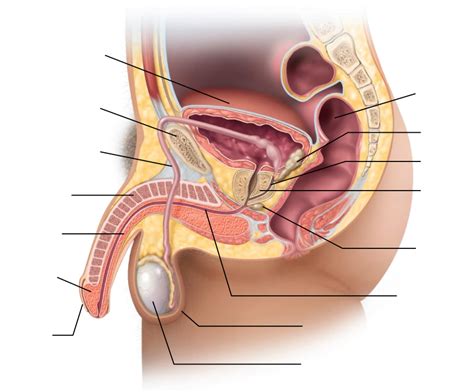 Diagram Of Male Reproductive Organs Quizlet