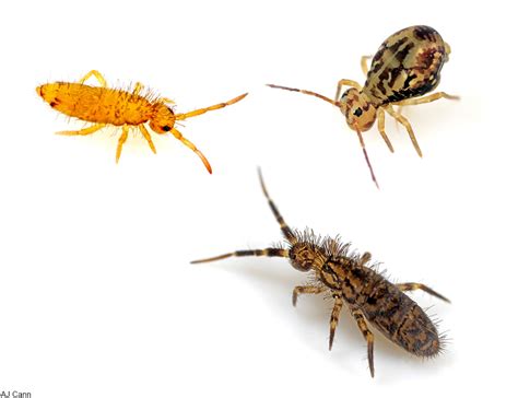 How To Get Rid Of Snow Fleas In Your Home 12 Tomatoes
