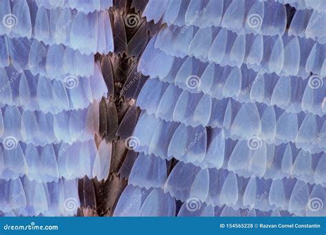 Extreme Magnification Butterfly Wing Scales 201 Magnification Stock