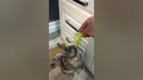 Rabbit Pipi 😀🐇 Youtube