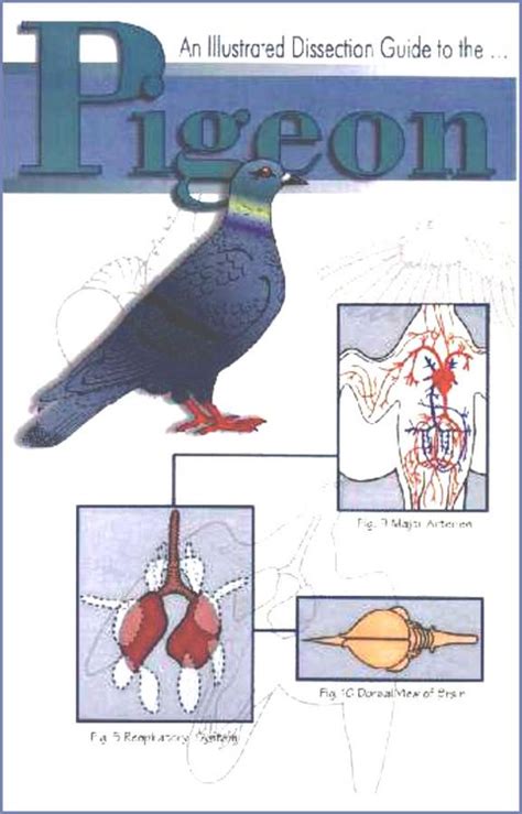 Bird Dissection Guide Pigeon