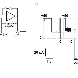 Experimental Assessment Of VDAC Channel Properties A A Schematic Download Scientific