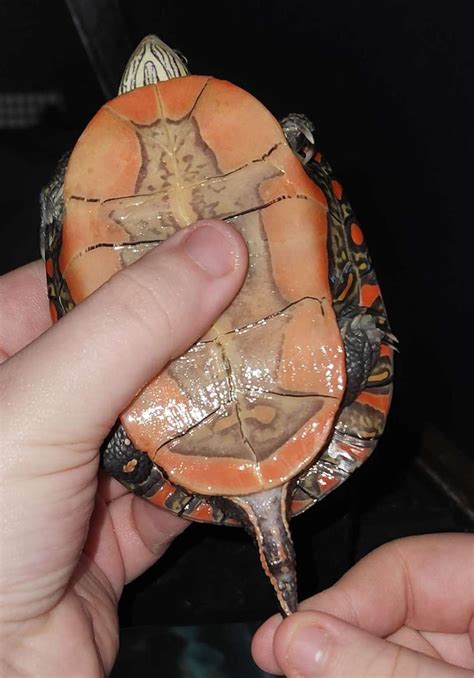 what sex are they r turtle