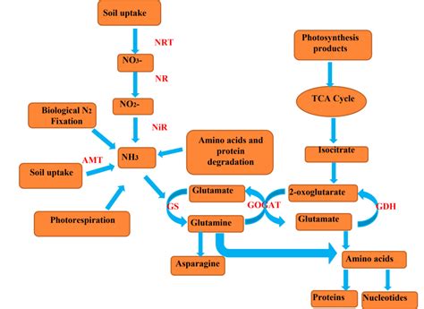 Role Of Nitrogen In Crops Biochemithon Biochemithon