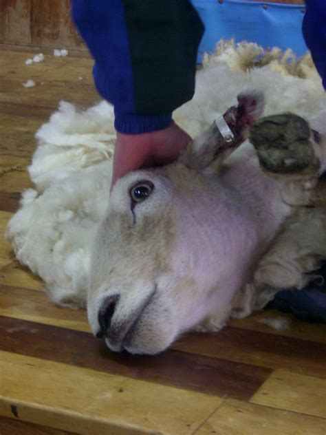 Luckily Shearing Sheep Isnt Traumatic For Sheep No Fear I Flickr
