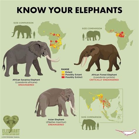 Peppermint Narwhal Creative On Instagram Elephant Facts Elephant