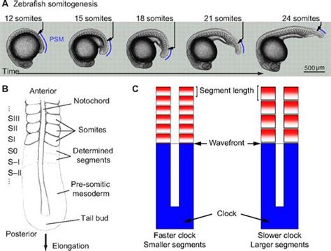 patterning embryos with oscillations structure function and dynamics
