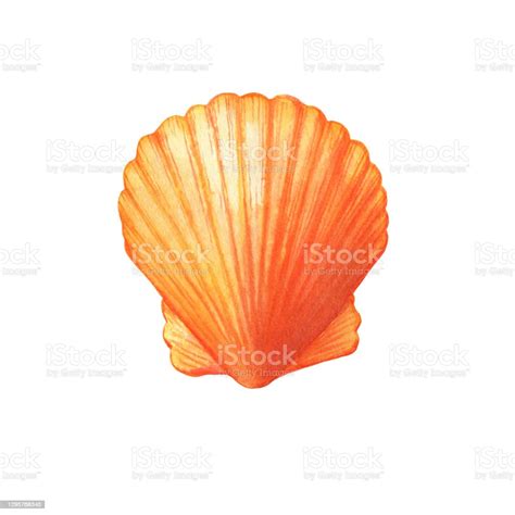 오렌지 바다 껍질 해양 디자인 수중 생명 물체의 그림 흰색 배경에 격리 된 수채화 손 그린 그림 그림 그림 고풍스런에 대한 스톡 벡터 아트 및 기타 이미지 Istock