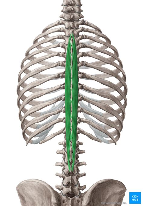 Transversus Thoracis Origin Insertion Function Kenhub