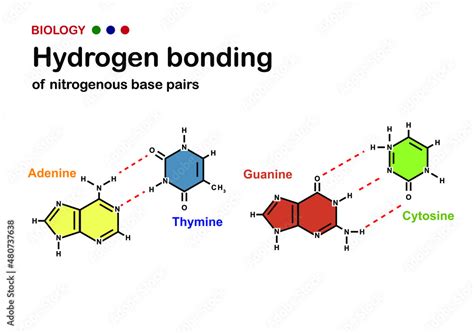 Biology Diagram Show Hydrogen Bond Of Dna Nitrogenous Base Pair Stock