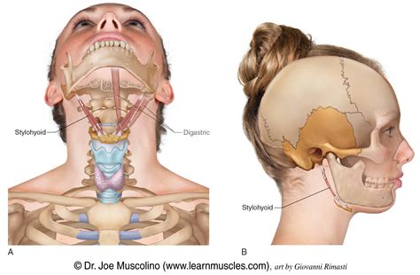 Stylohyoid Muscle