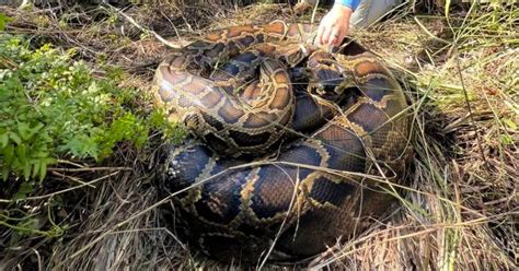 Record-Breaking 500 Pounds of Invasive Python Caught in Florida
