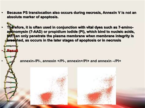 Apoptosis Assays Detection And Methods Pptx Biological Sciences