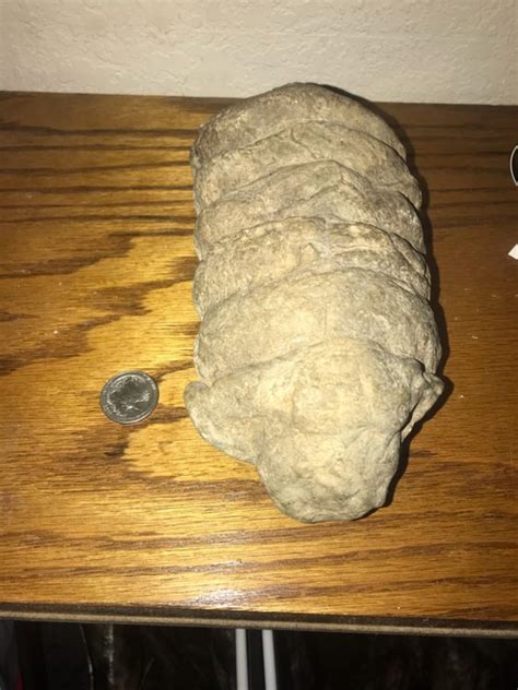 large fossil found in oklahoma fossil id the fossil forum