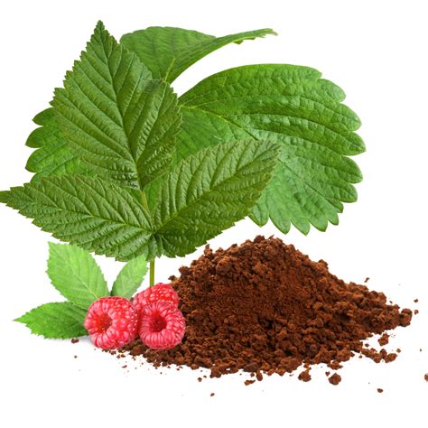 Red Raspberry Leaf Extract