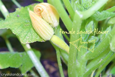 Organic Garden Female Squash And Male Squash Who Knew CrystalandComp Com