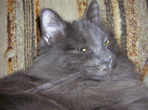 Pretty Skye  Thecatsite