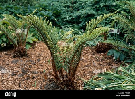 Polystichum Polyblepharum Tassel Fern Growing In Damp Area In Garden