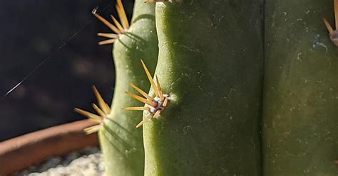 Curves And Splines And Sunshine Album On Imgur