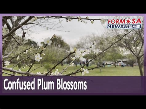 Flowering Plum Zones Cherry Plum Prunus Cerasifera Care