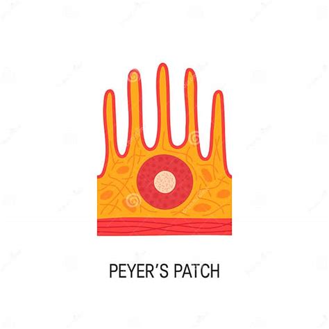 Peyer`s Patch Vector Illustration Stock Vector Illustration Of