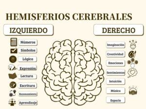 Funciones Cerebrales Izquierda Vs Derecha Ineurociencias