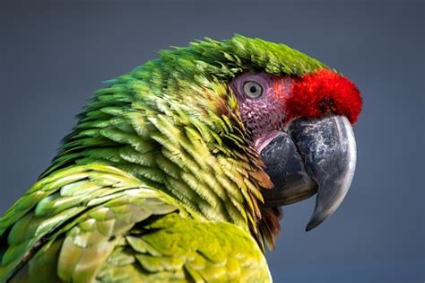 회색 배경에 화려한 깃털을 가진 잉꼬 앵무새의 근접 촬영 0명에 대한 스톡 사진 및 기타 이미지 0명 깃털 노랑 Istock