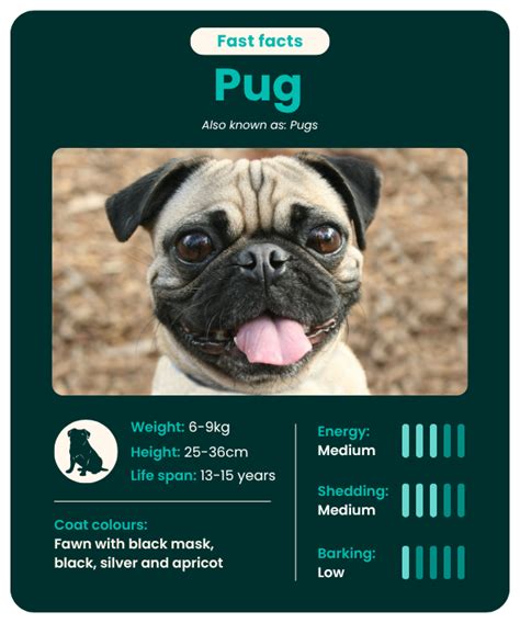 Pug Breed Guide Best For Pet
