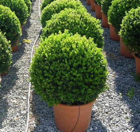 Самшит вечнозеленый Buxus sempervirens | Строим Сад