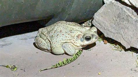 Toad Identification Rtoads