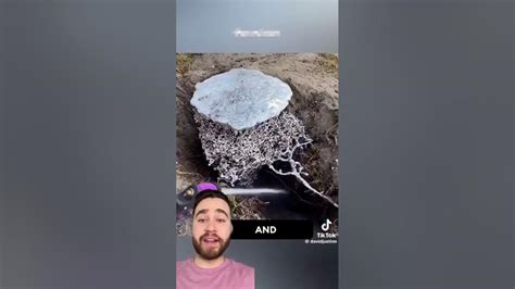 Anthill Massive Youtube