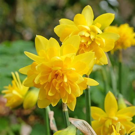Narcissus Tete Boucle Double Daffodils And Species Narcissi Bulbs Gee Tee Bulbs Uk