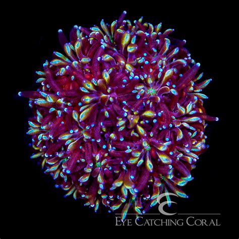 Search Results For Galaxea Eye Catching Coral